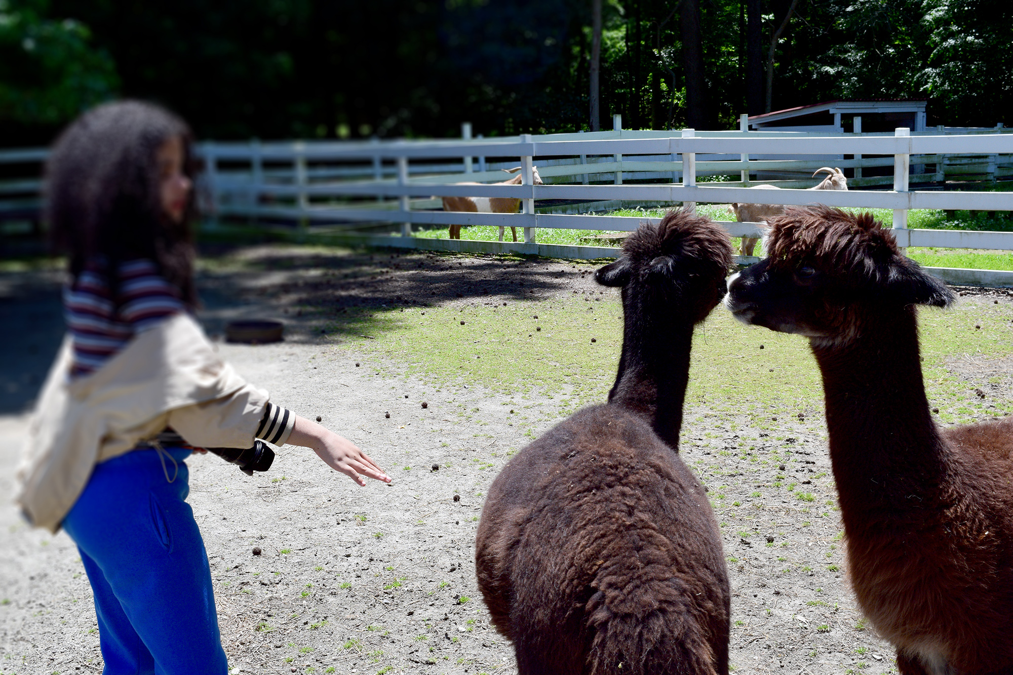 alpacas – Chancellor Academy