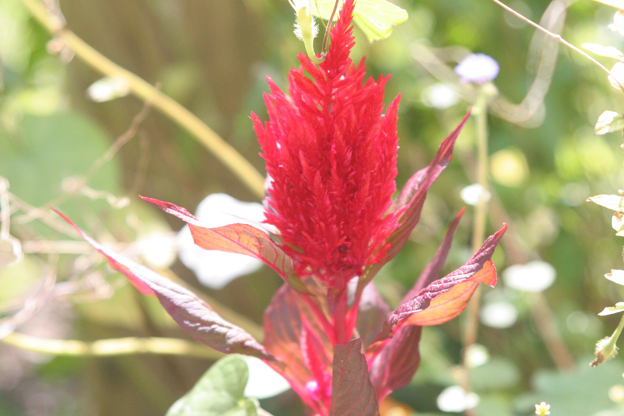 campus-flower – Chancellor Academy